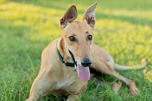 Greyhound Dog: Fact Sheet and Breed Info | Canine Weekly