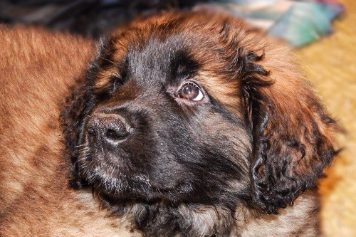 Leonberger Dog: Fact Sheet and Breed Info | Canine Weekly