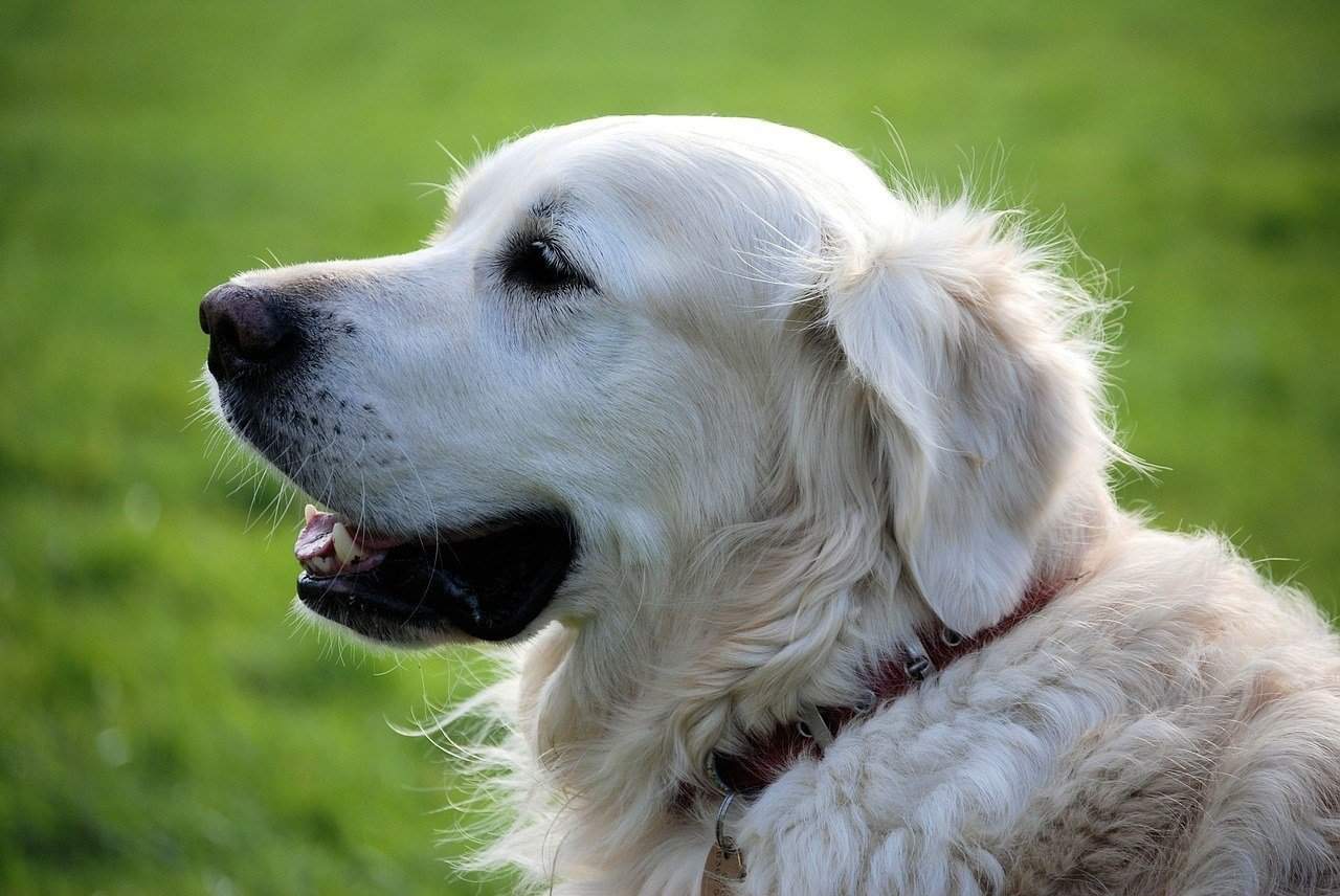Midwest Homes For Pets Large Dog Breed Crate | CanineWeekly.com