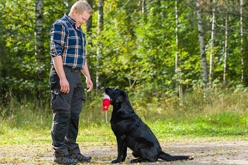 The Ultimate List Of Dog Training Commands: Obedience, Tricks and More