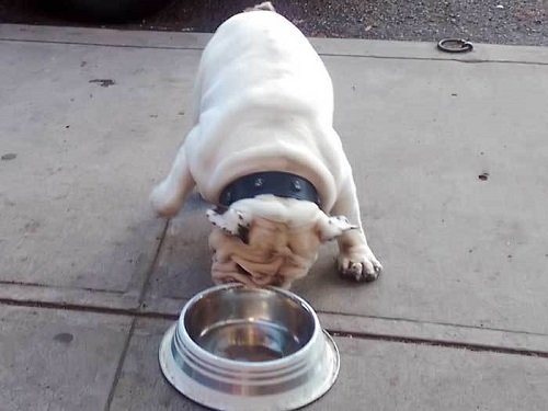 The Ultimate List Of Dog Training Commands For Every Owner