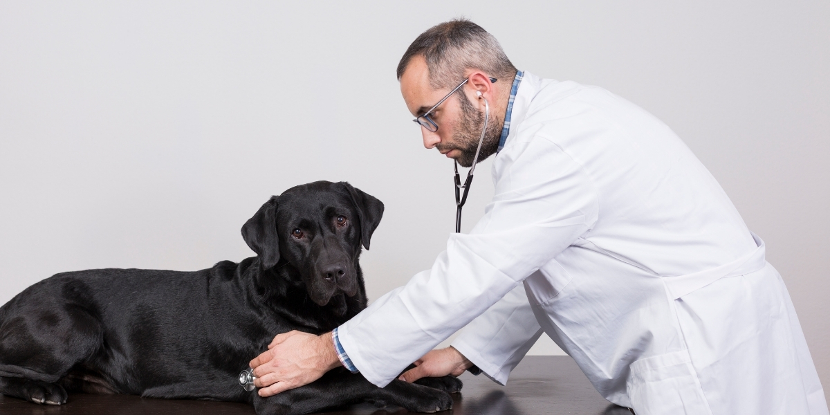 Bloat in in Large Breed Dogs: What You Need to Know