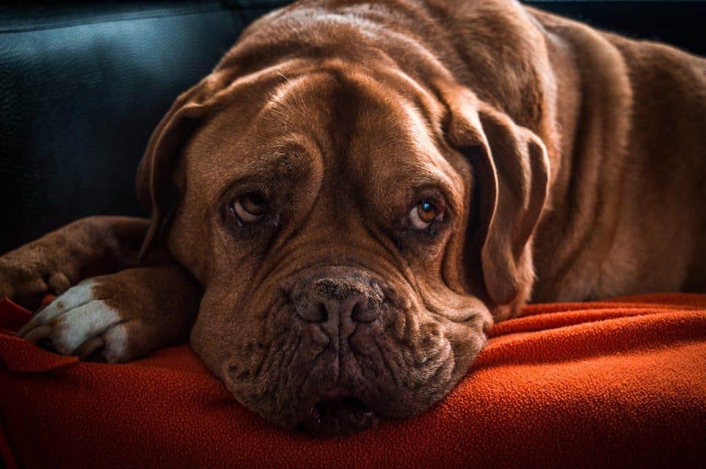 Bloat in in Large Breed Dogs: What You Need to Know