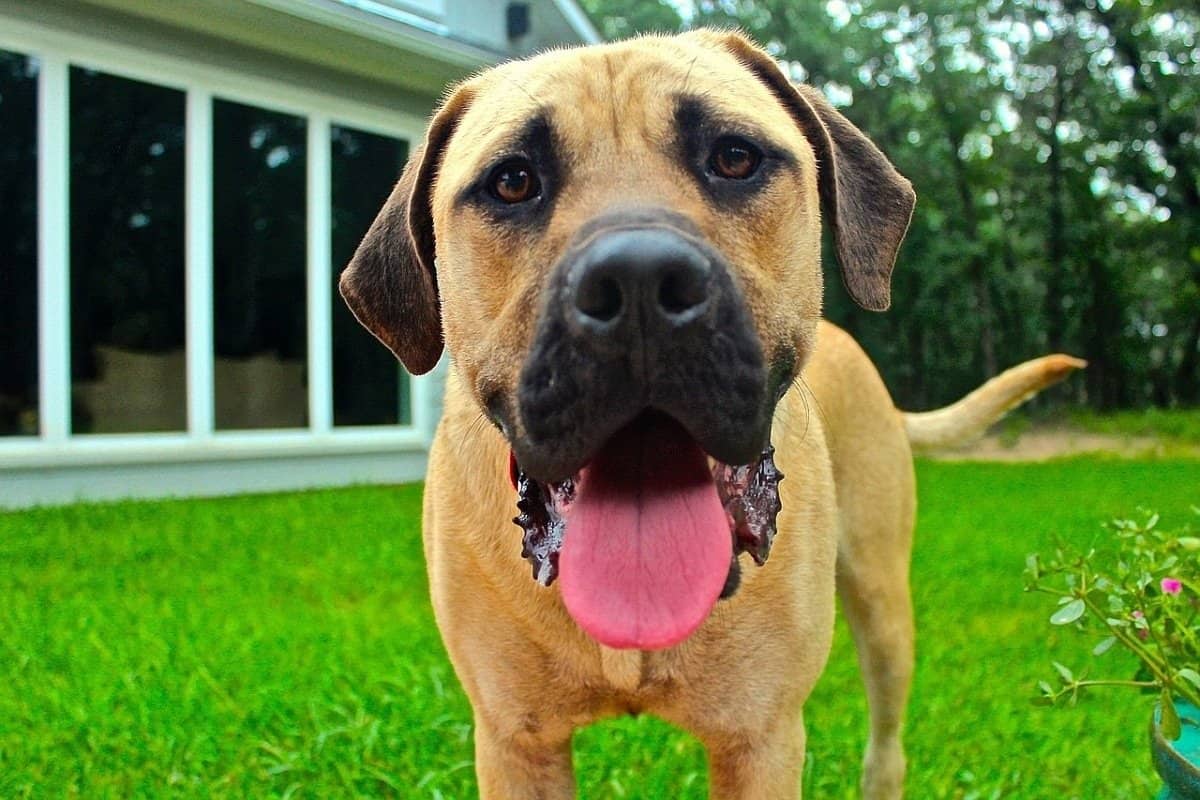 12 Ways to Keep Your Dog Healthy and Happy | Canine Weekly