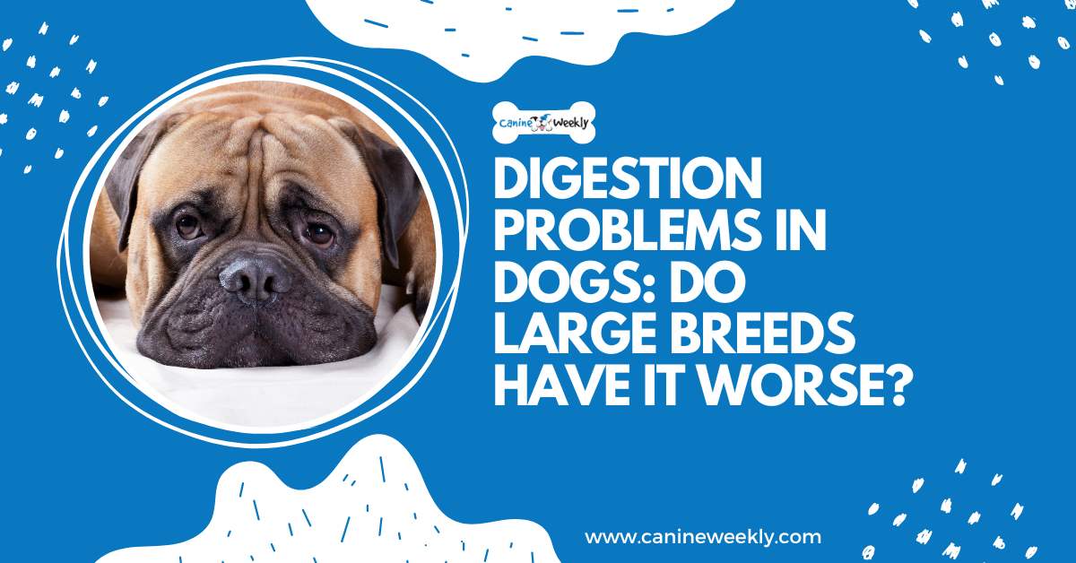 Digestion Problems in Dogs: Do Large Breeds Have it Worse?