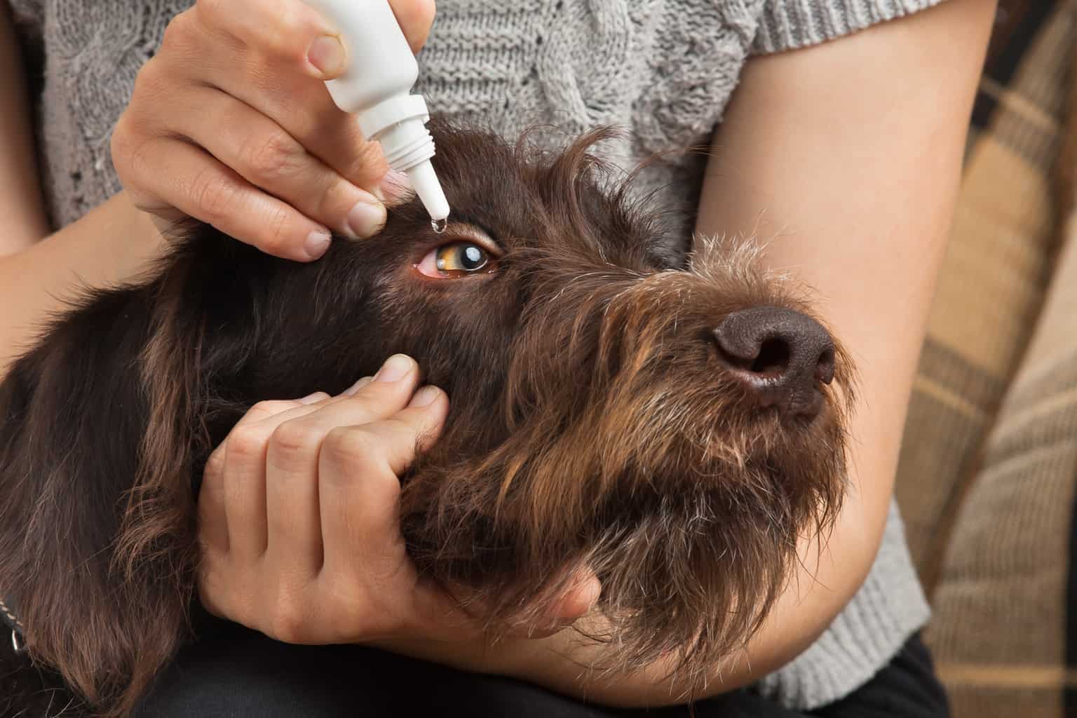 Dog Eye Infection Home Remedies: Symptoms and Natural Treatments
