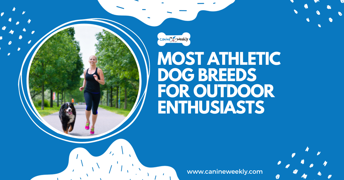 10 Most Athletic Dog Breeds For a Fit Lifestyle | Canine Weekly