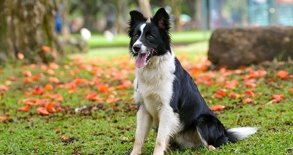 10 Most Athletic Dog Breeds For a Fit Lifestyle | Canine Weekly