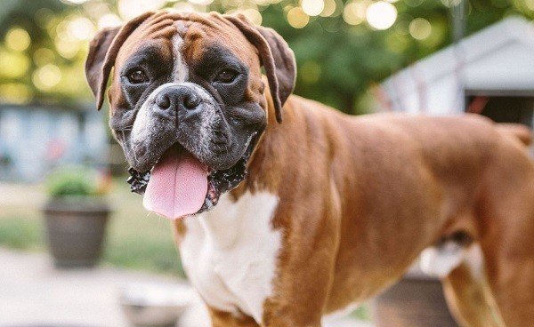 10 Most Athletic Dog Breeds For a Fit Lifestyle | Canine Weekly