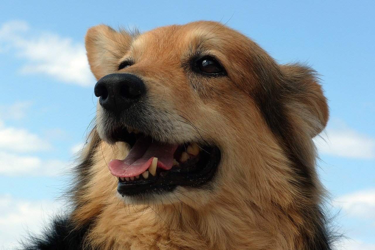 Mixed Breed Dogs For Families Majestic Mutts And Magical Mongrels Mixed Breed Dogs For Families Majestic Mutts And Magical Mongrels