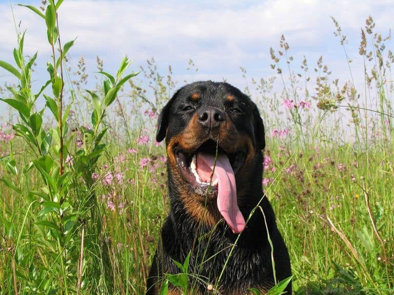 The 15 Smartest Large Dog Breeds | Canine Weekly