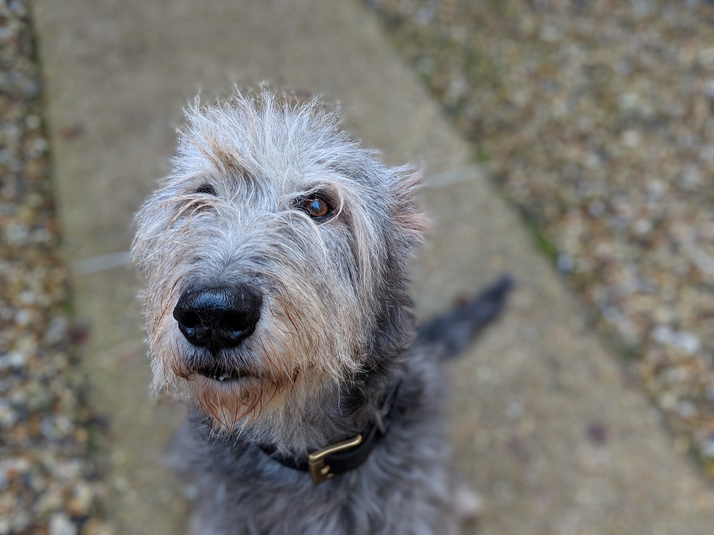 Irish Wolfhound vs Scottish Deerhound: Similarities and Differences