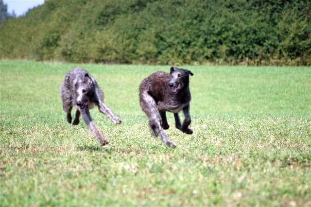 Irish Wolfhound Vs Scottish Deerhound: Similarities and Differences