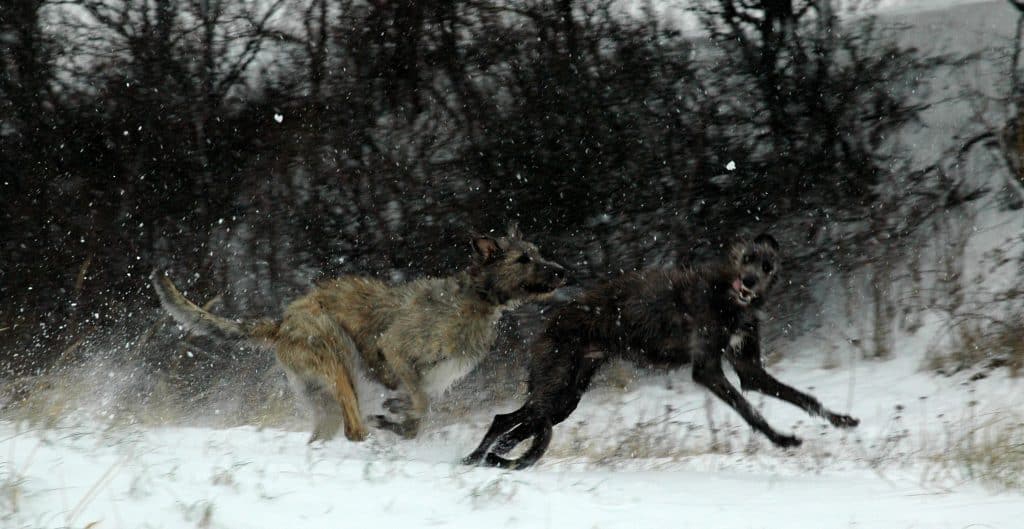 Irish Wolfhound vs Scottish Deerhound: Similarities and Differences
