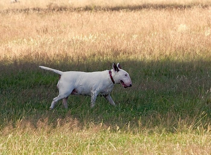 17 Big White Dogs You Can't Help But Love | Canine Weekly