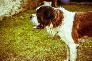 10 Best Extra-Large Dog Breeds (For Lovers of Huge and Giant Dogs)