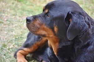 10 Best Extra-Large Dog Breeds (For Lovers of Huge and Giant Dogs)