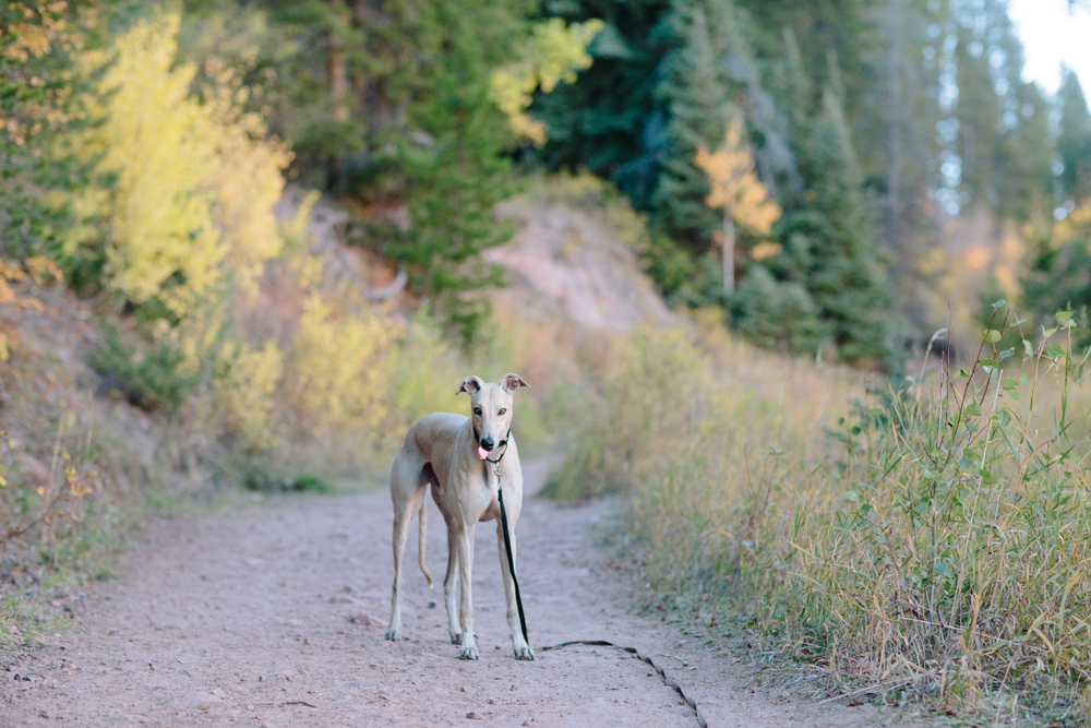 Ultimate Dog Training Commands List