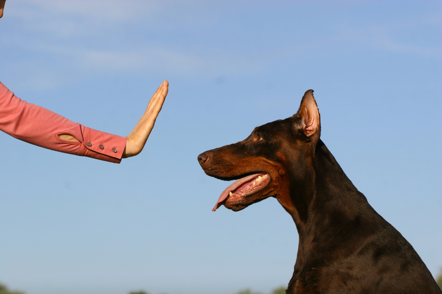 28 Ultimate Dog Training Commands List (Common to Advanced!)
