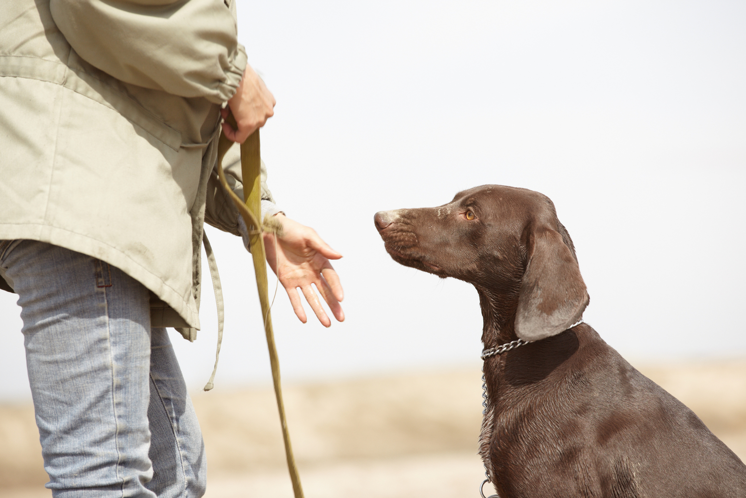 28 Ultimate Dog Training Commands List (Common to Advanced!)
