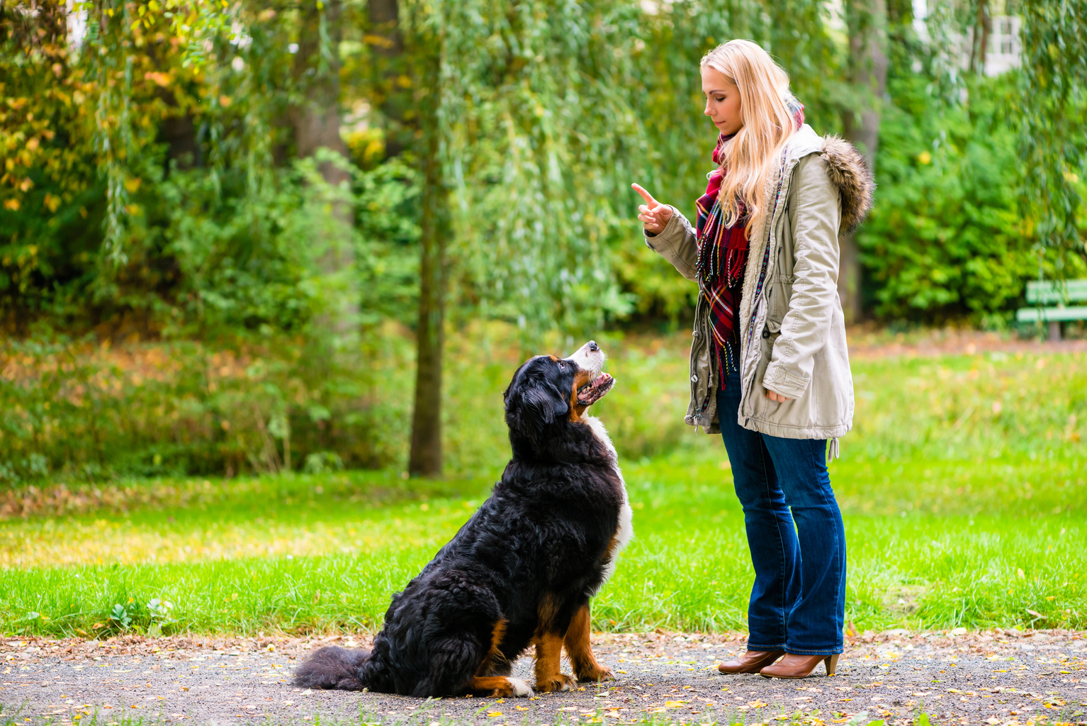 28 Ultimate Dog Training Commands List (Common to Advanced!)