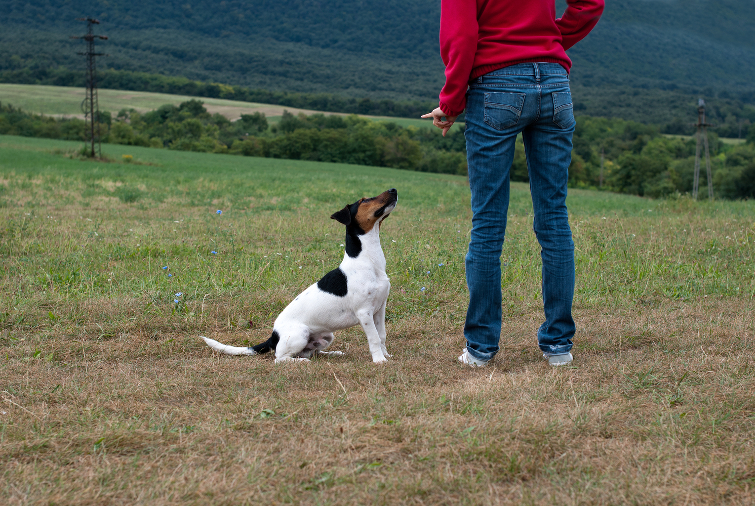 28 Ultimate Dog Training Commands List (Common to Advanced!)