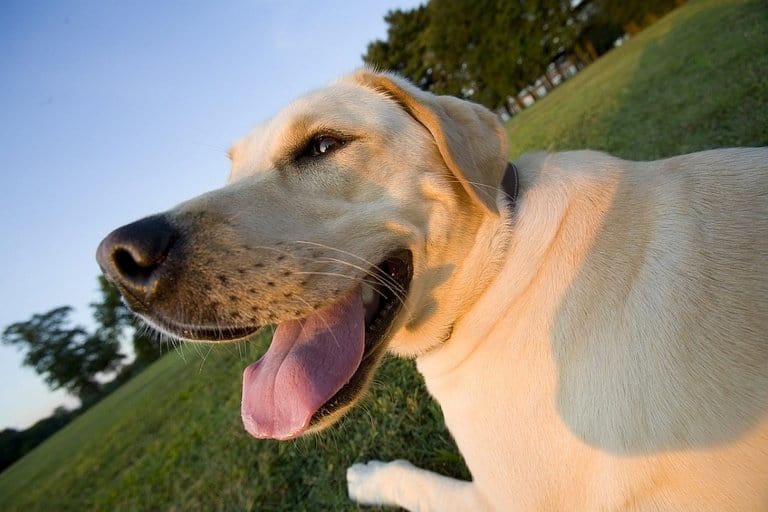 The 15 Smartest Large Dog Breeds | Canine Weekly