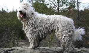 Top 10 Large Long-Haired Dog Breeds | Canine Weekly