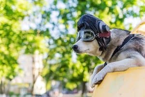 Flying with Large Dogs: Everything You Need to Know | Canine Weekly