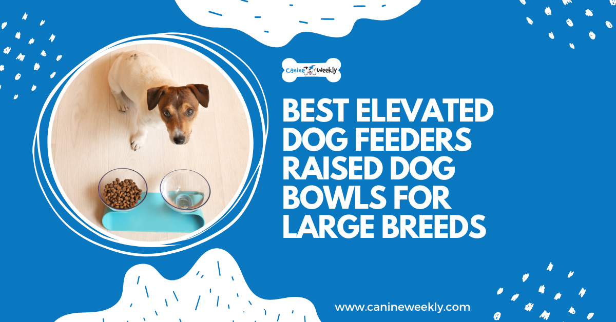 5 Best Elevated Dog Feeders for 2025 (Top Raised Dog Bowls)