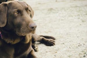 Do Labs Shed A Lot? Labrador Retriever Shedding Guide [2023 ]