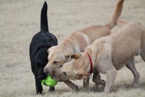 Do Labs Shed A Lot? Labrador Retriever Shedding Guide [2023 ]