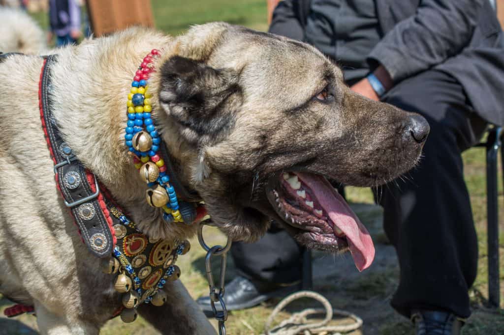 Kangal Dog: All About This Protective Breed | Canine Weekly