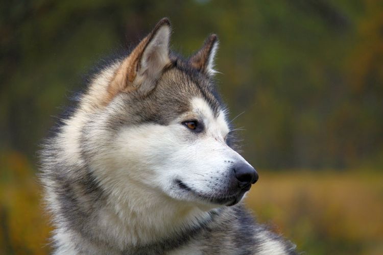 Alaskan Malamute: Dog Breed Information and Pictures