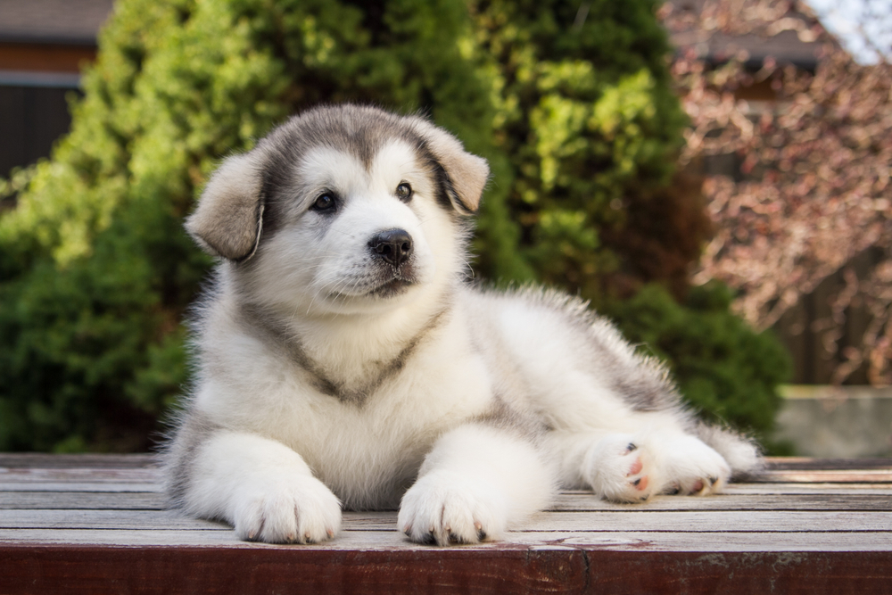 Alaskan Malamute: Dog Breed Information and Pictures