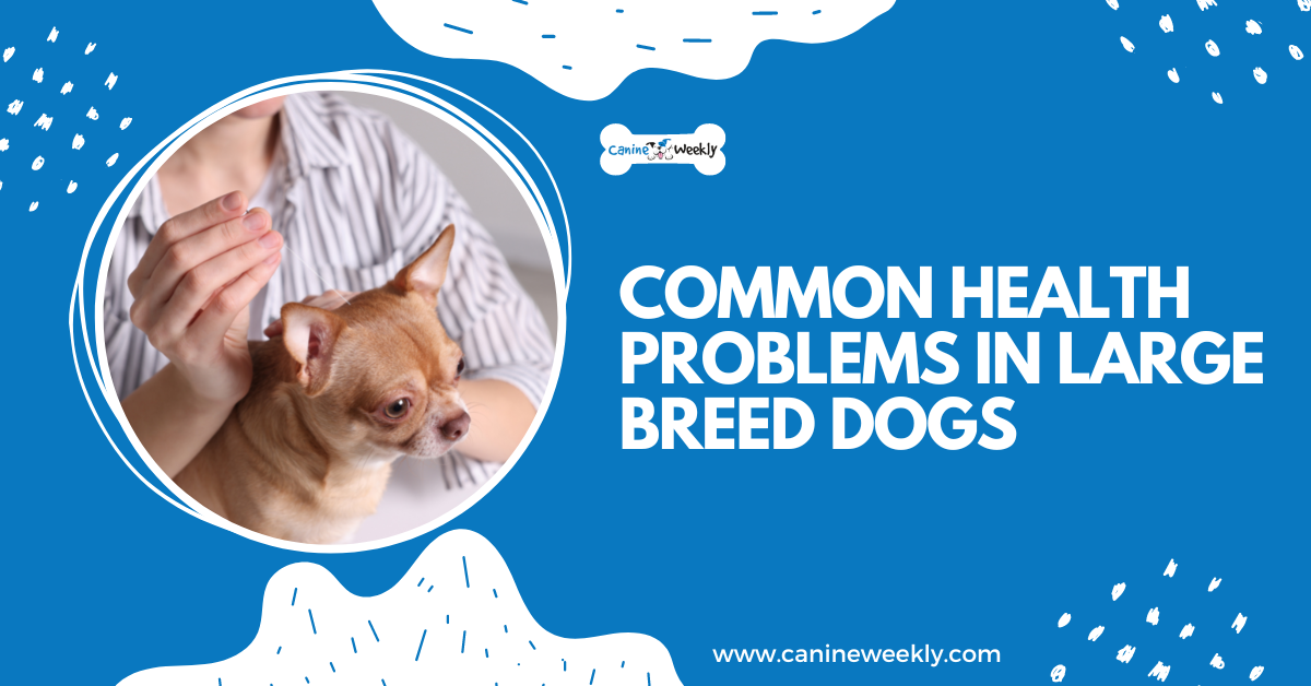 18 Common Health Problems in Large Breed Dogs
