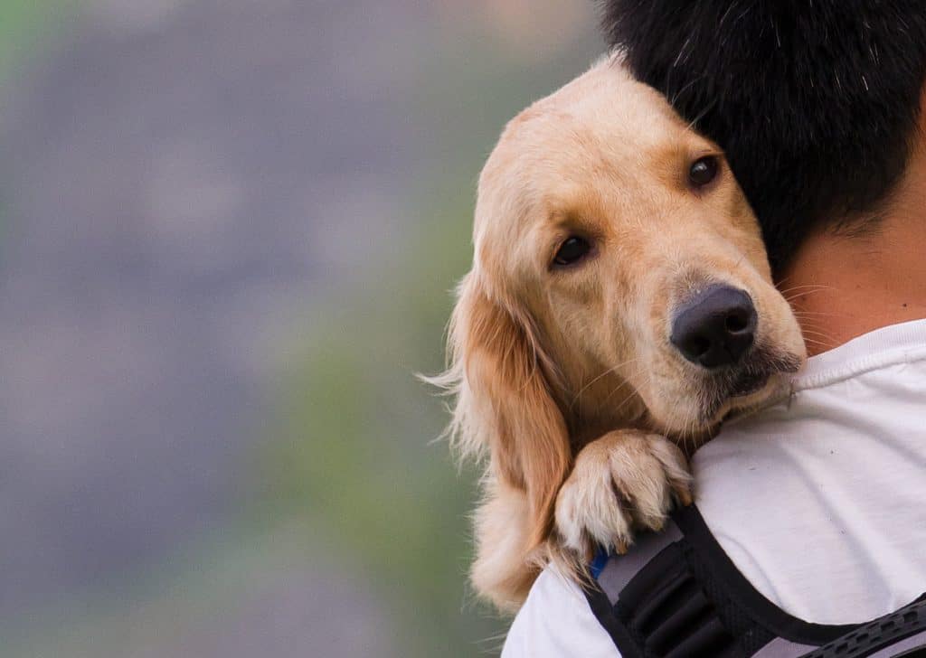 18 Common Health Problems in Large Breed Dogs
