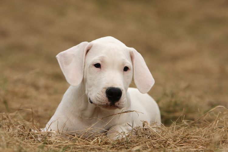 Dogo Argentino: Size, Temperament and Health