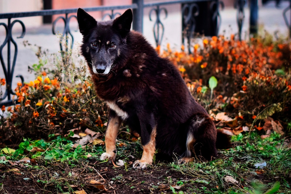 Shiloh Shepherd: Are Shilohs the Ultimate Family Dog?