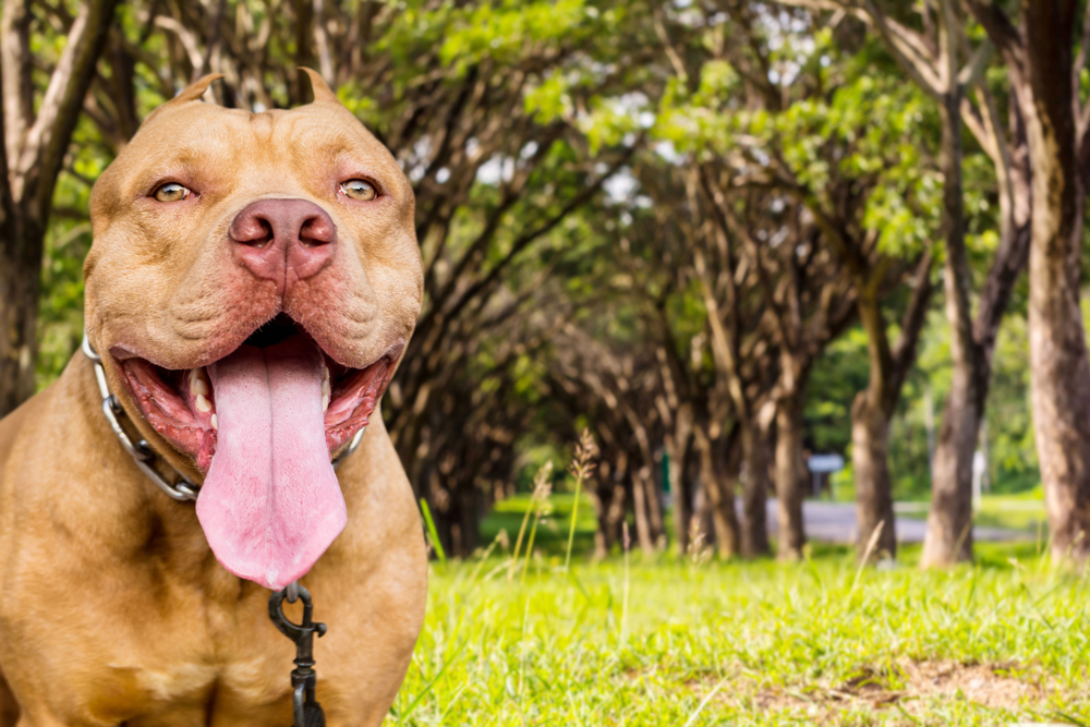 Red Nose Pitbull: Breed Facts, History and Differences