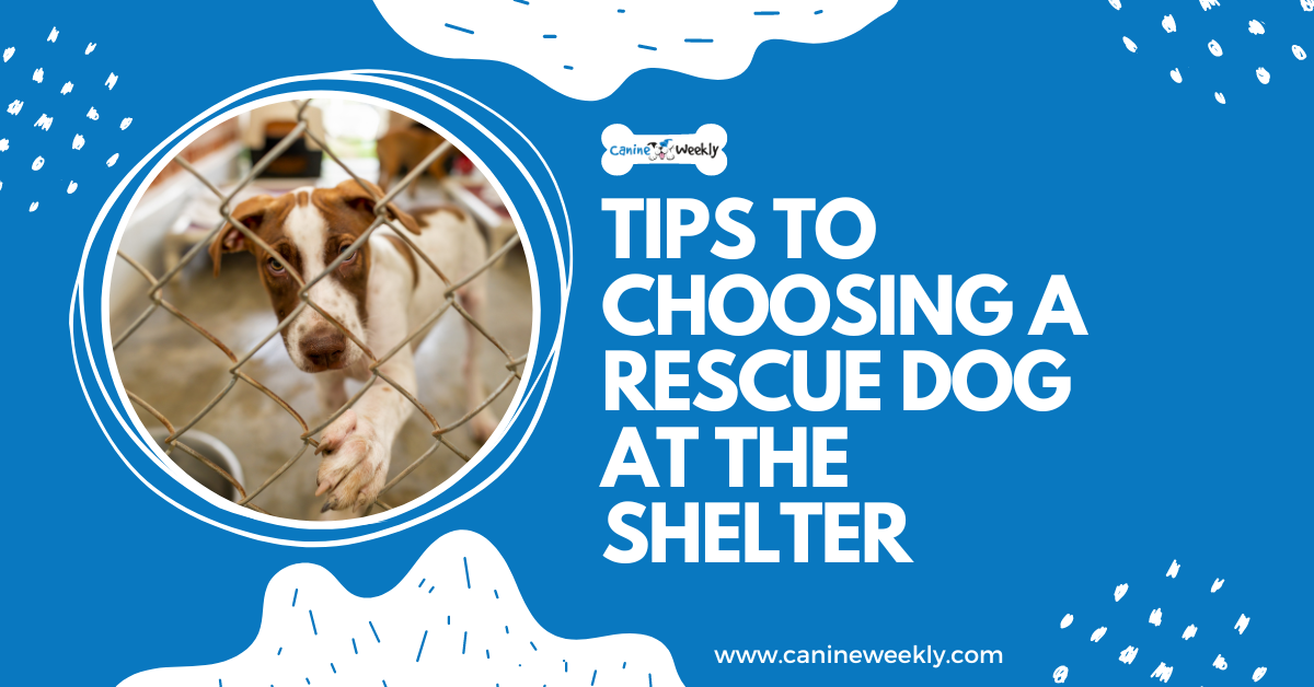 6 Tips for Choosing a Rescue Dog at the Shelter | Canine Weekly