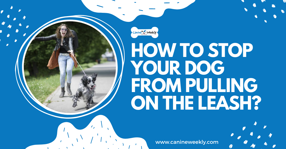 How to Stop Your Dog From Pulling on the Leash? | Canine Weekly