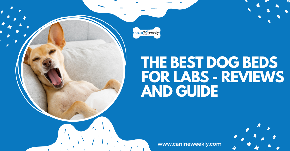 The 5 Best Dog Beds for Labs (2025 Reviews) | Canine Weekly