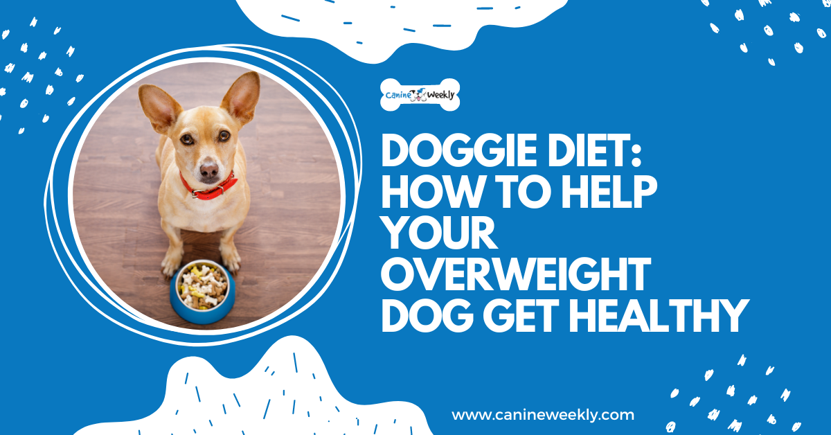 Doggie Diet: How to Help Your Overweight Dog Get Healthy