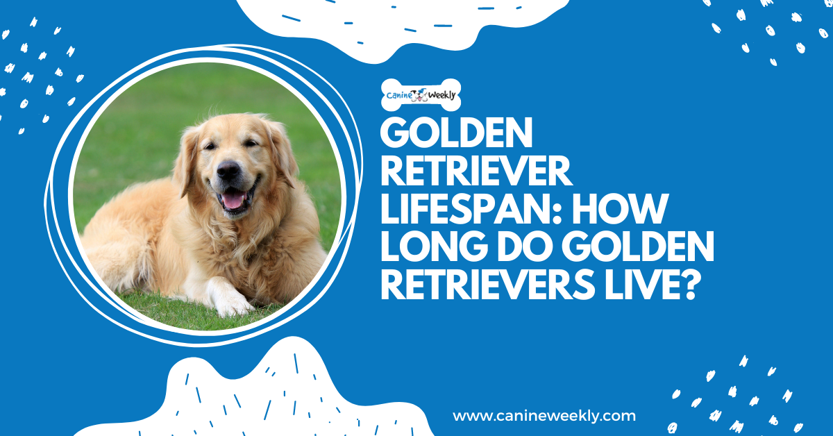 Golden Retriever Lifespan: How Long Do Golden Retrievers Live?