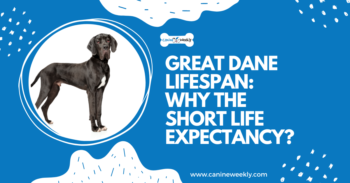 Great Dane Lifespan: Why the Short Life Expectancy?