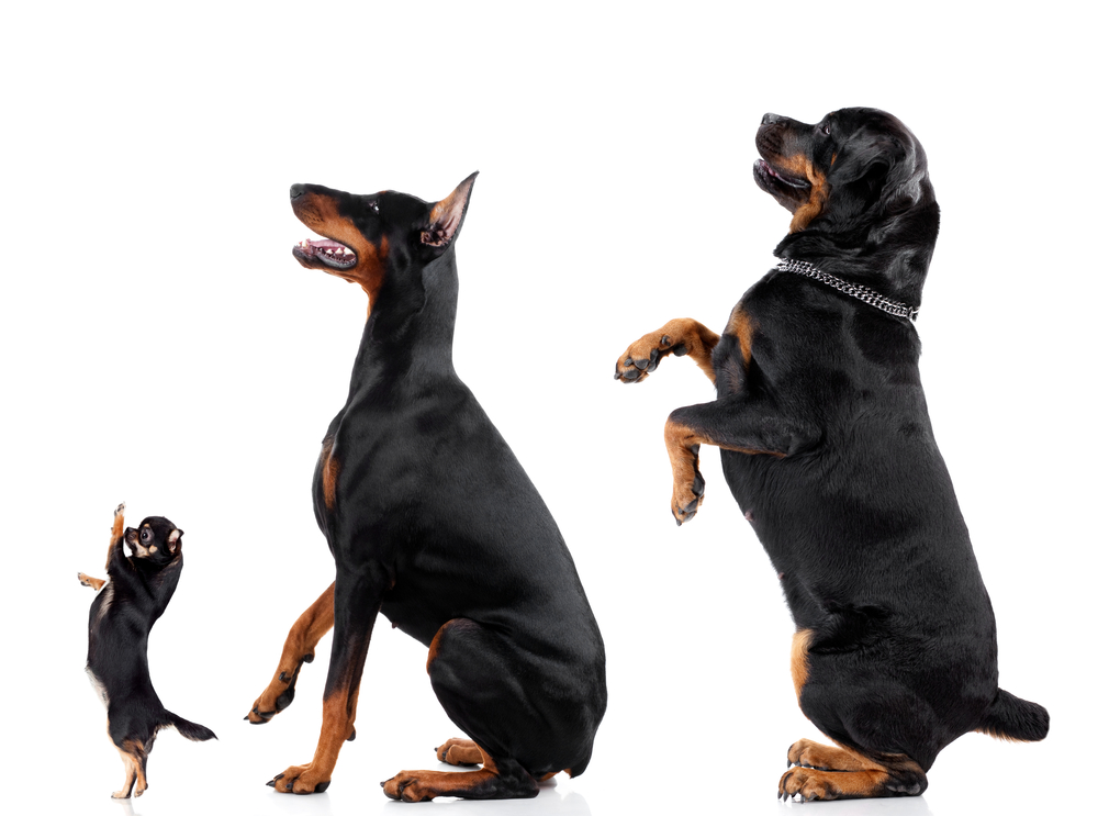 Doberman vs Rottweiler: Which Makes a Better Family Pet?