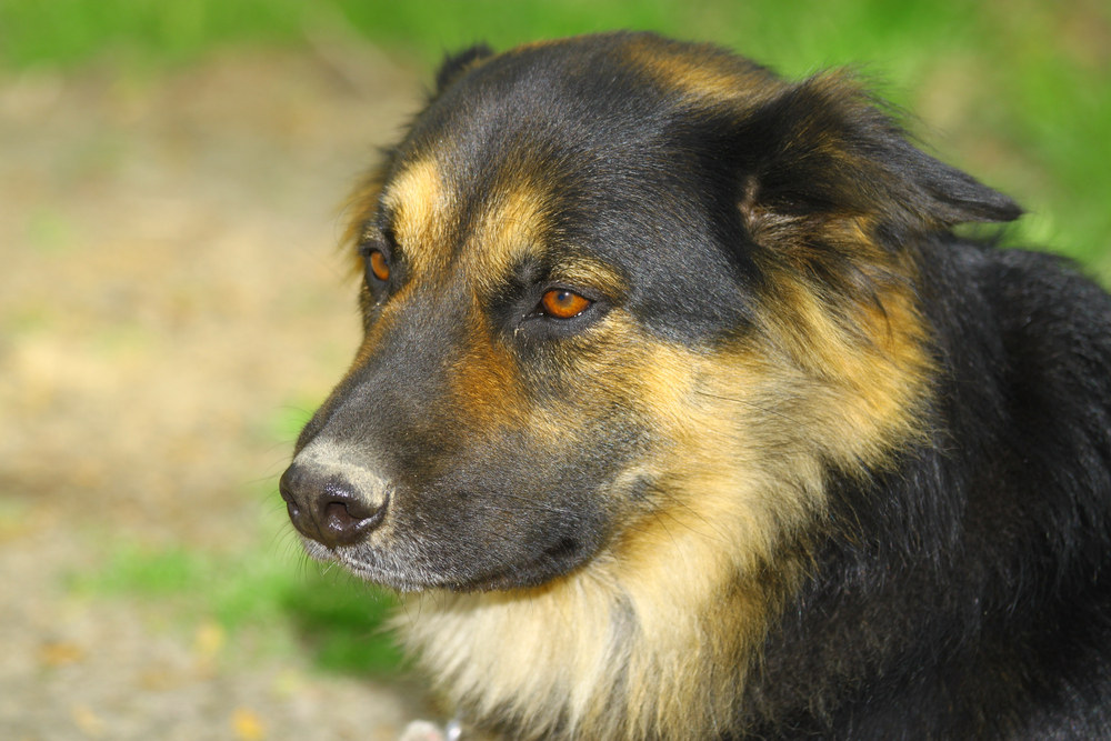 German Shepherd Rottweiler Mix - A Loyal, Intelligent Companion
