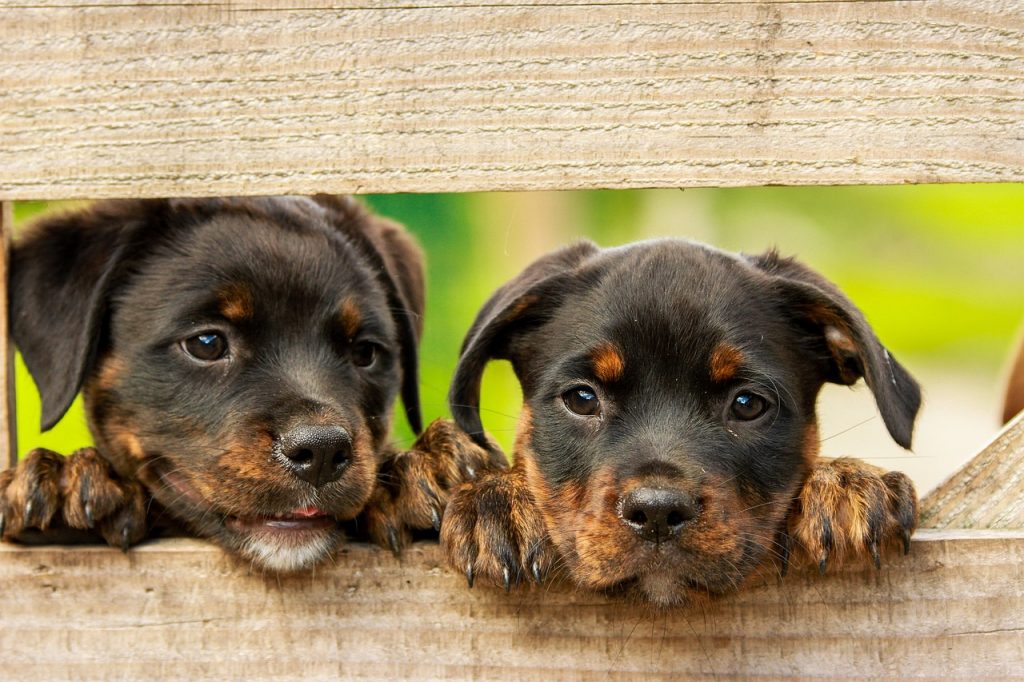 Are Rottweilers Good With Kids? The Answer May Surprise You