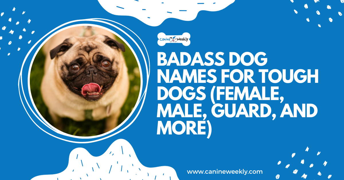 325 Tough Dog Names for Badass Dogs (Male, Female, Guard...)